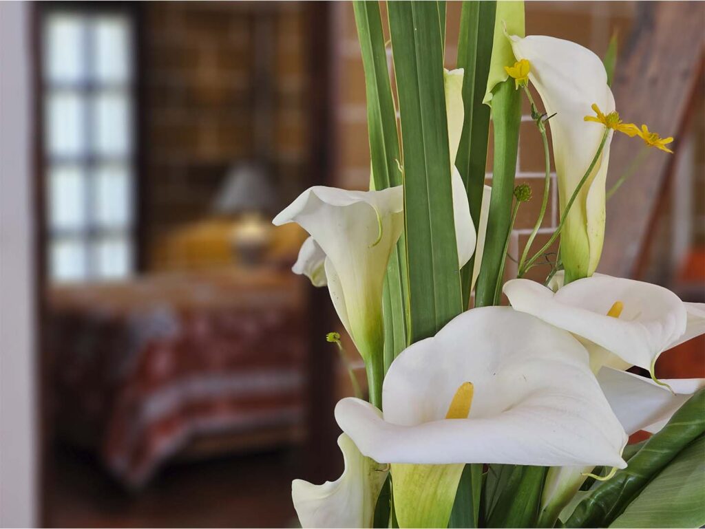 Cabaña Río – Hostal Hacienda Apulco